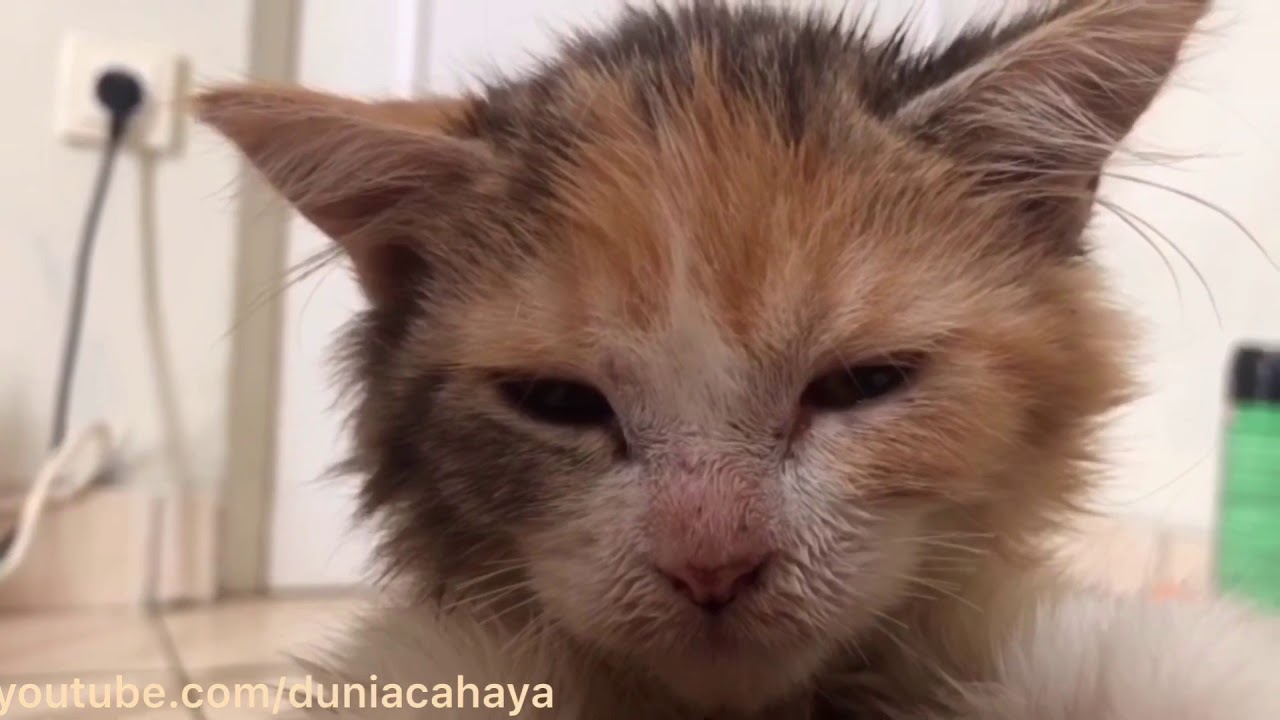 Kucing Persia Medium dan Pick Nose 😽 - YouTube