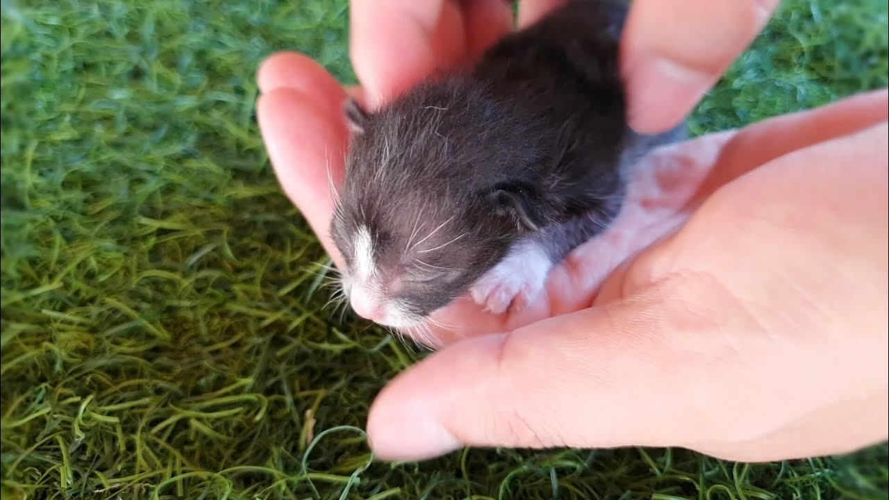 Newborn Kittens 🤩 Baby Cat MEOW MEOW - YouTube
