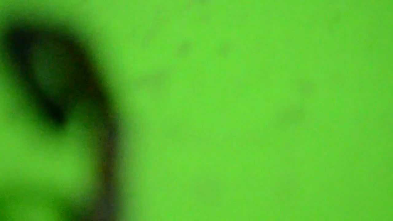 Alacran "Tityus trivittatus" - YouTube