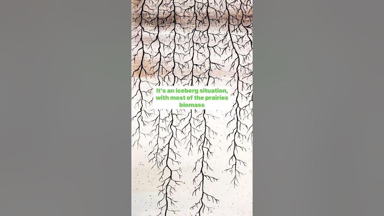 Did you know that Prairie Grasslands are unsung heroes in the fight ...