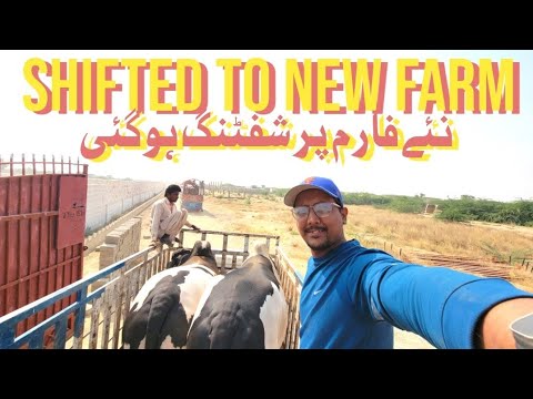 😇ALHAMDULILLAH😇|| FINALLY WE SHIFTED TO THE NEW FARM || KARIM'S CATTEL ...