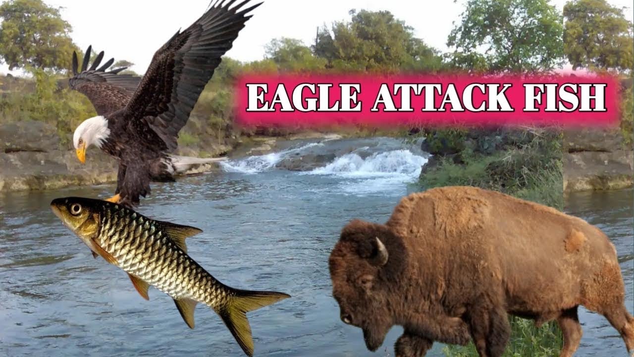 Eagle attack fish /Eagle hunting fish - YouTube