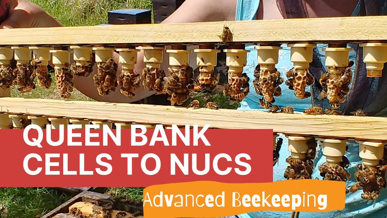 ☯️ Advanced Beekeeping | QUEEN BANKING & PUTTING CELLS IN NUCS - YouTube