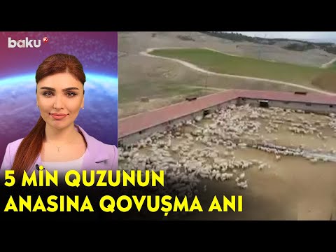 5 min quzunun anasına qovuşma anı - Maraqlı Anlar