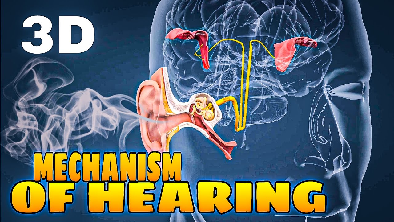 Mechanism of hearing। Anatomical structure of ear। Mr. Angry। 3D ...