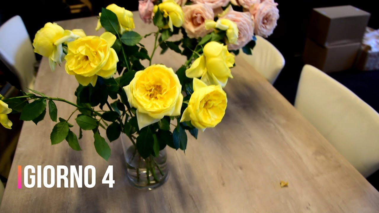 Toulouse Lautre e Paul Ricard, rose di Meilland Jardin - YouTube