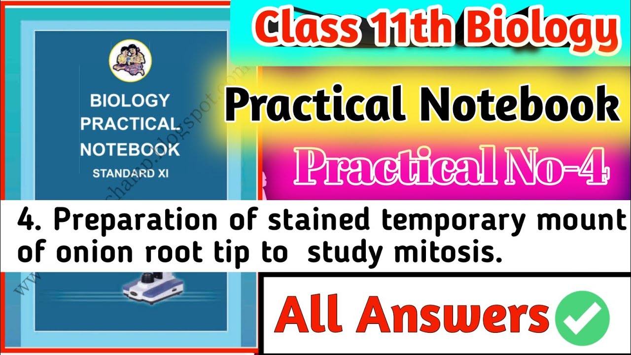 Class 11th Biology Practical Notebook|| 4.Preparation Of Stained Squash ...