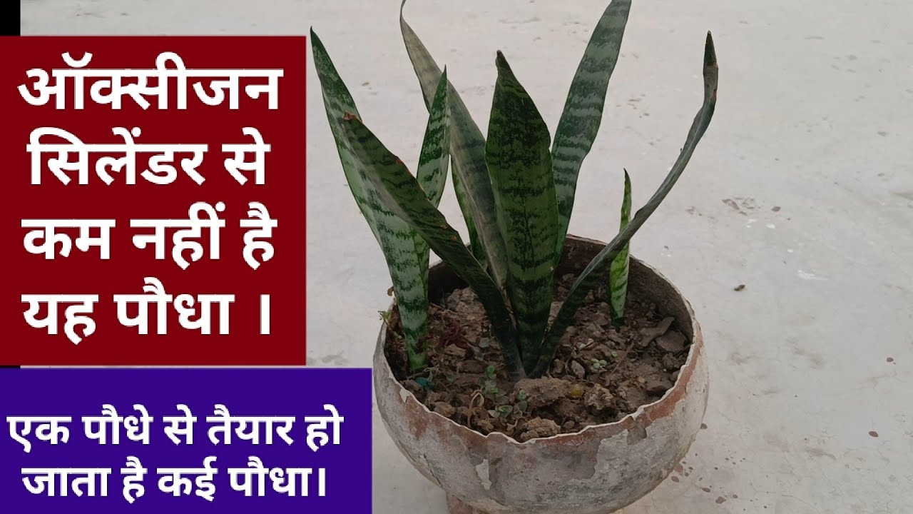 यह पौधा आपके घर को ऑक्सीजन से भर देगा। Snake Plant makes your room cool ...
