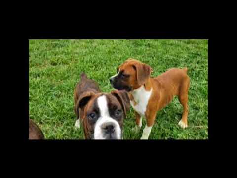 Deuce the mellow Boxer puppy - YouTube