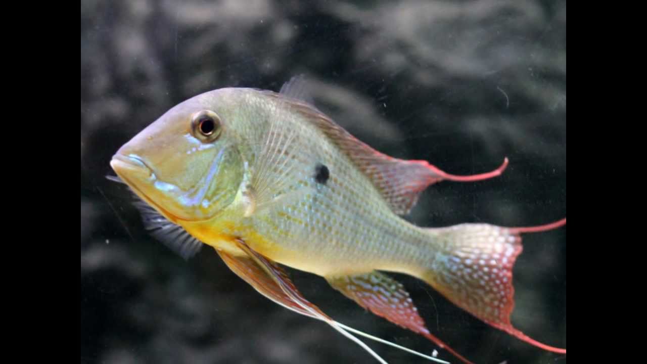 Amazon cichlids Community - YouTube
