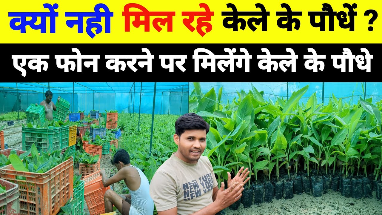 जुलाई महीने में केले की पौध की बढ़ी डिमांड//kele ki kheti//kela ki ...