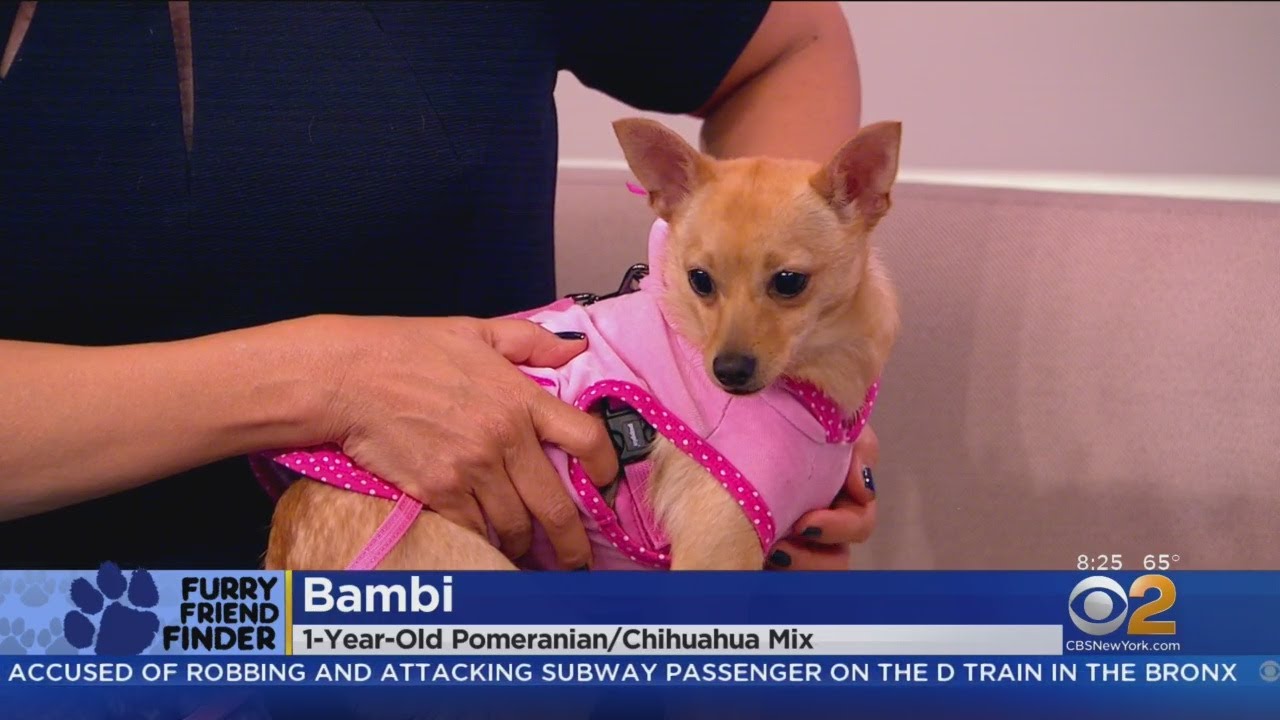Furry Friend Finder: Ralph & Bambi - YouTube