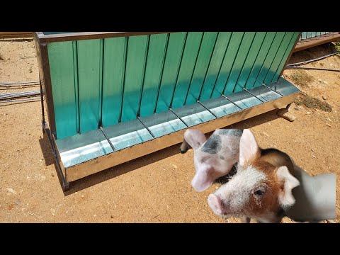 Comederos para marranos🐷, cerdos🐖 Diseño, medidas📏 e idea💡 - YouTube
