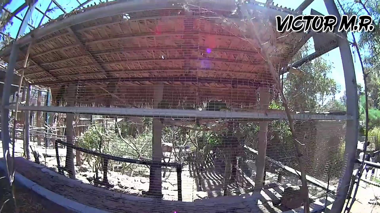 ZOOLOGICO DEL PARQUE MORELOS DE TIJUANA B.C.MÉXICO - YouTube