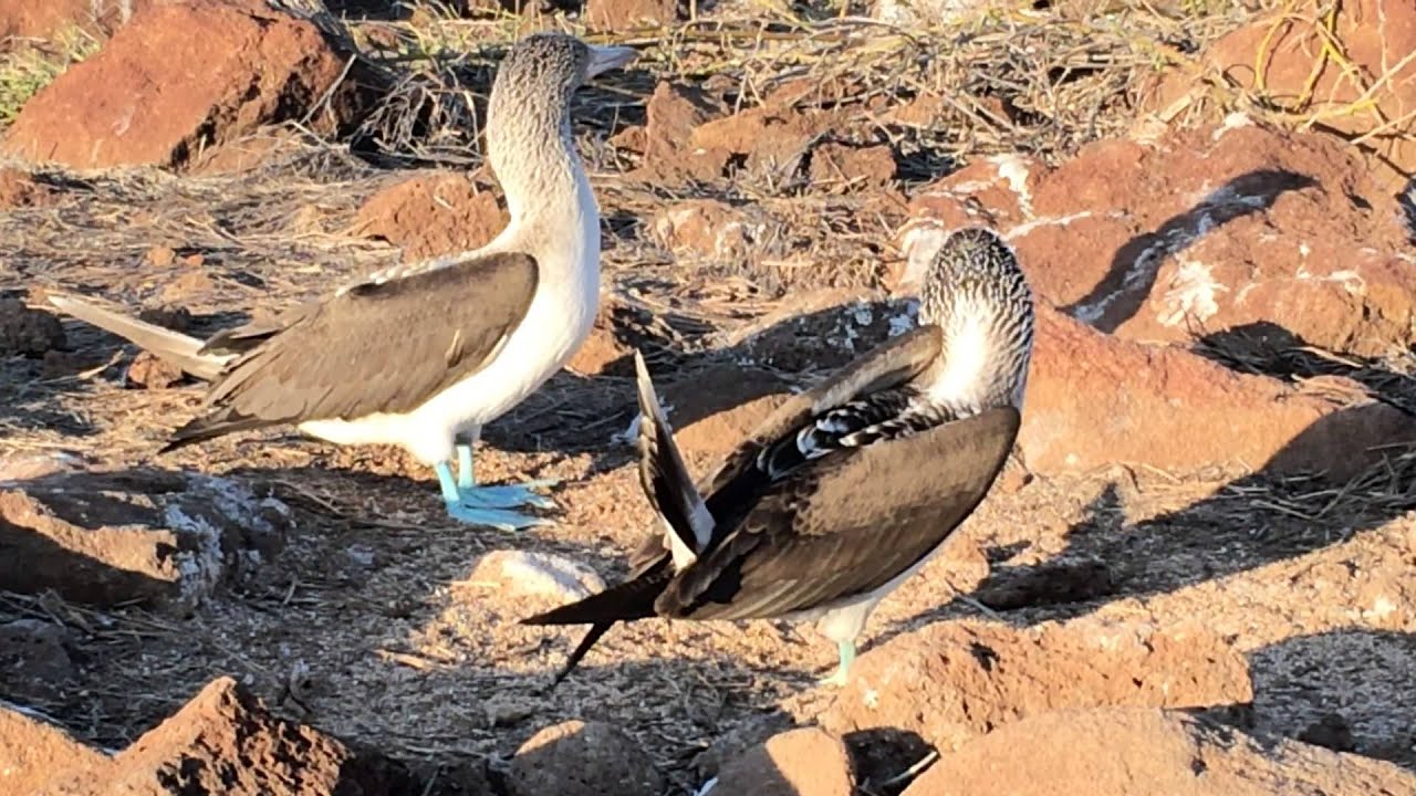 Blue-Footed Booby Bird Mating Dance on Galapagos Island - YouTube