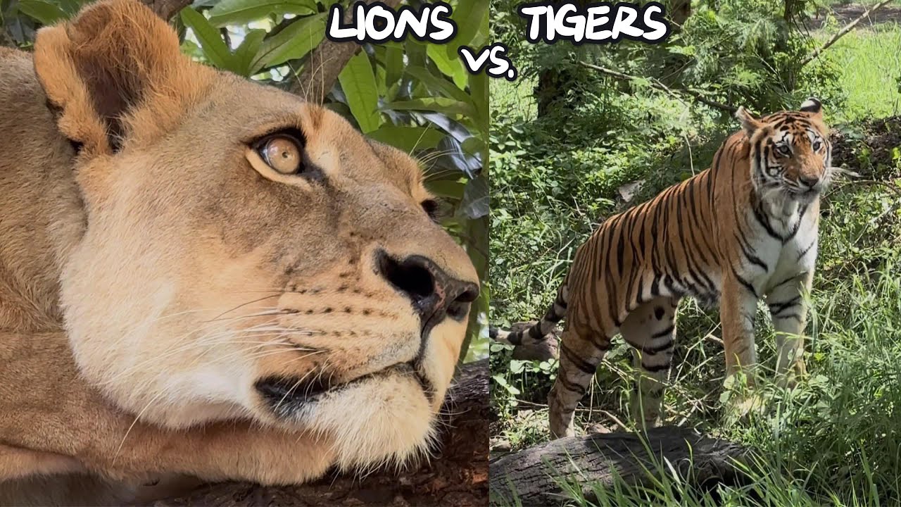 Mauritius Casela Natural Park Part#2 Big Cats - YouTube