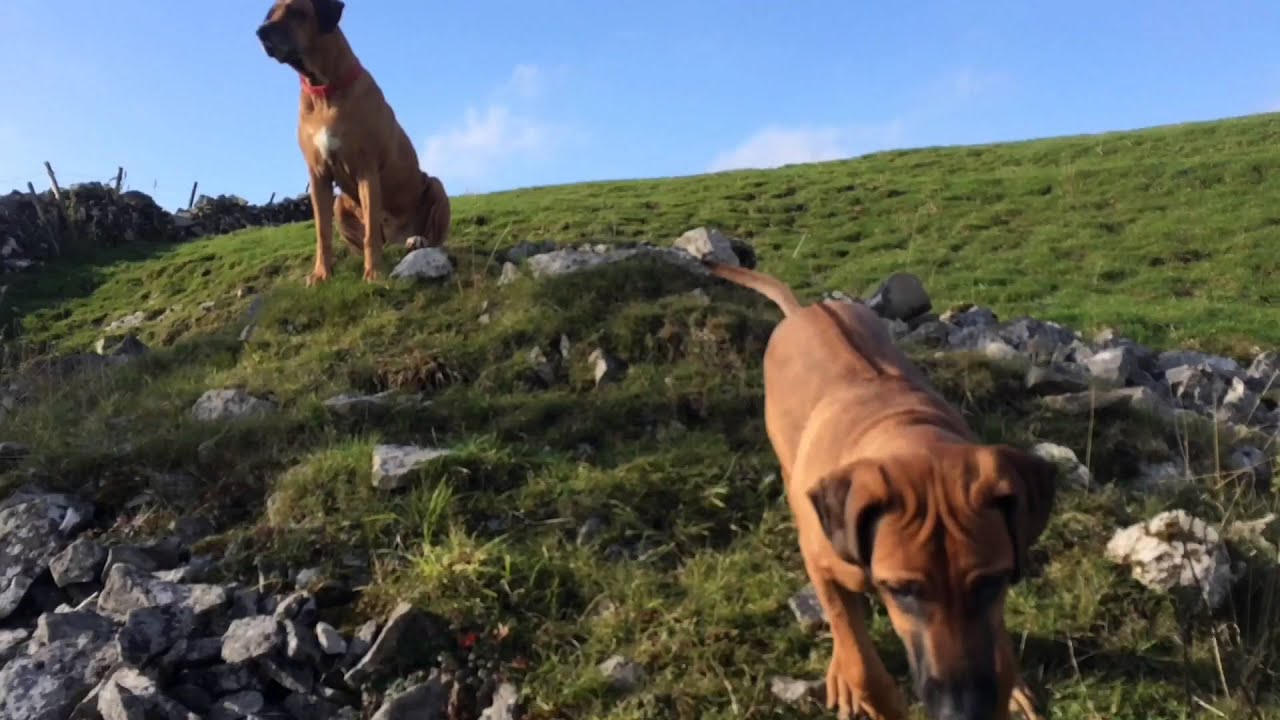 Rhodesian Ridgebacks and snow - YouTube