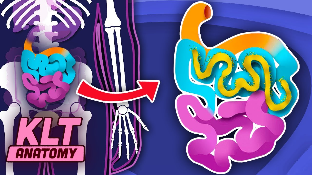 I Am YOUR Small Intestine! | The Small Intestine Song | KLT Anatomy ...