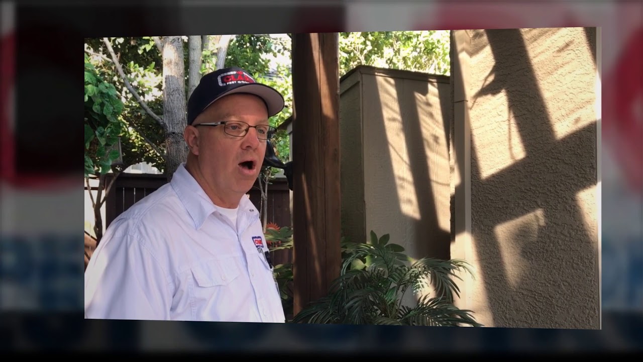 Meet David Lamb from Clark Pest Control - YouTube
