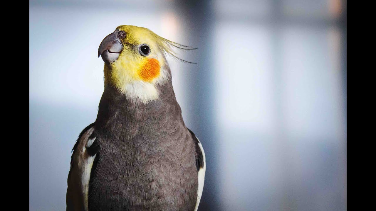 Cockatiel Singing - YouTube