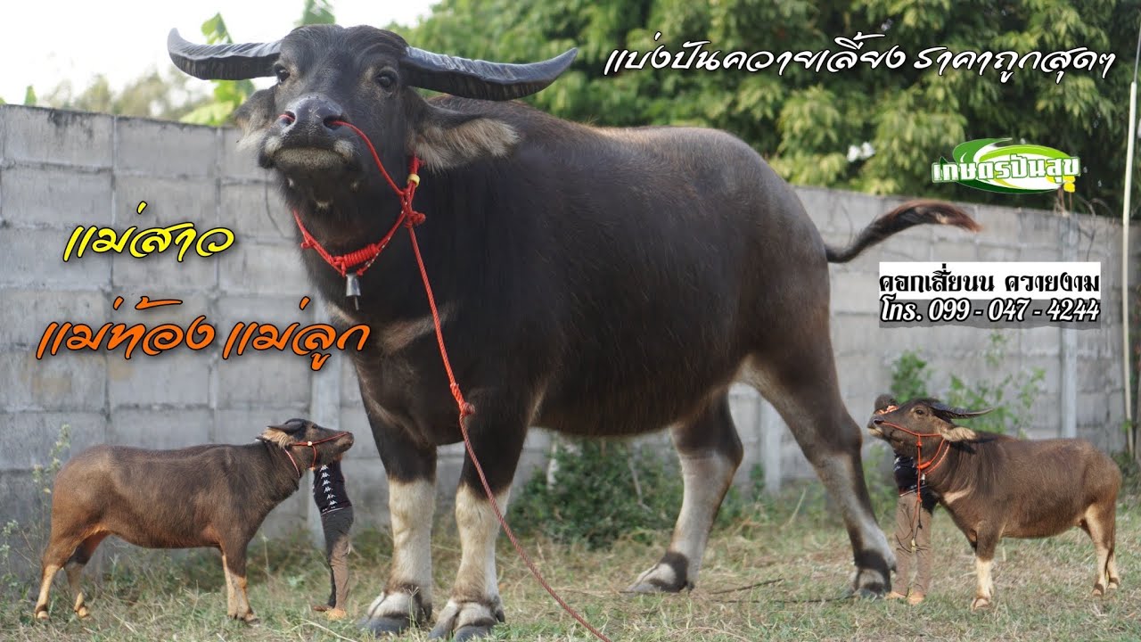 (5/67)แบ่งควายงามชุดสุดคุ้ม ราคาเกษตรกร คอกเสี่ยนน ขอนแก่น 099-047-4244 ...