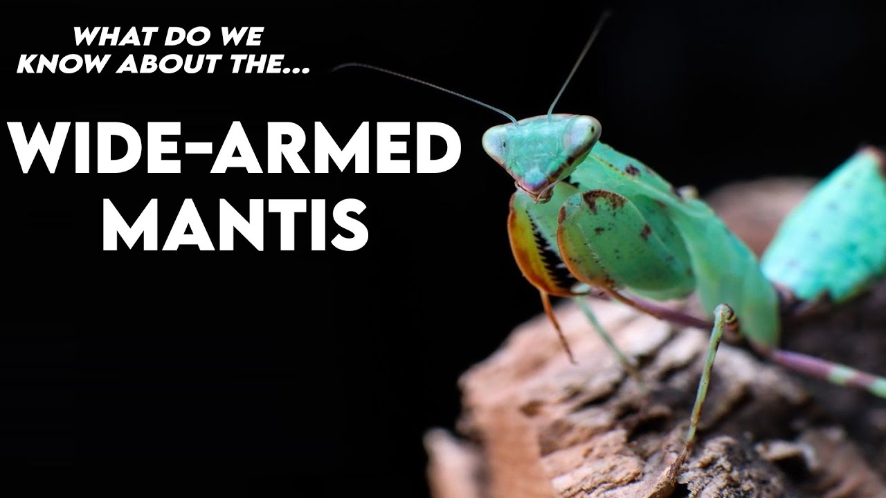 Husbandry and facts about the Cilnia humeralis (Wide-armed mantis ...