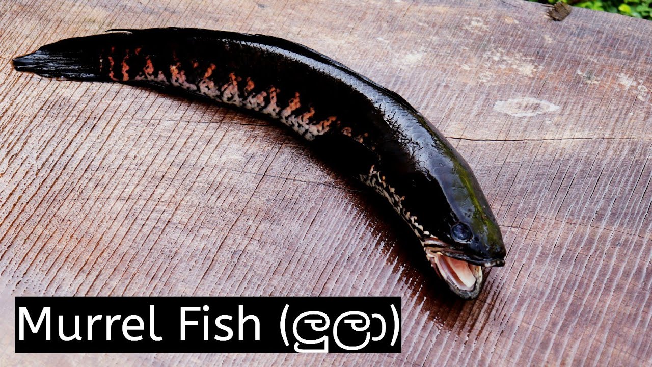 How To Cut Murrel Fish | Try to Cut Fish At Home | Fish Cutting Skills ...