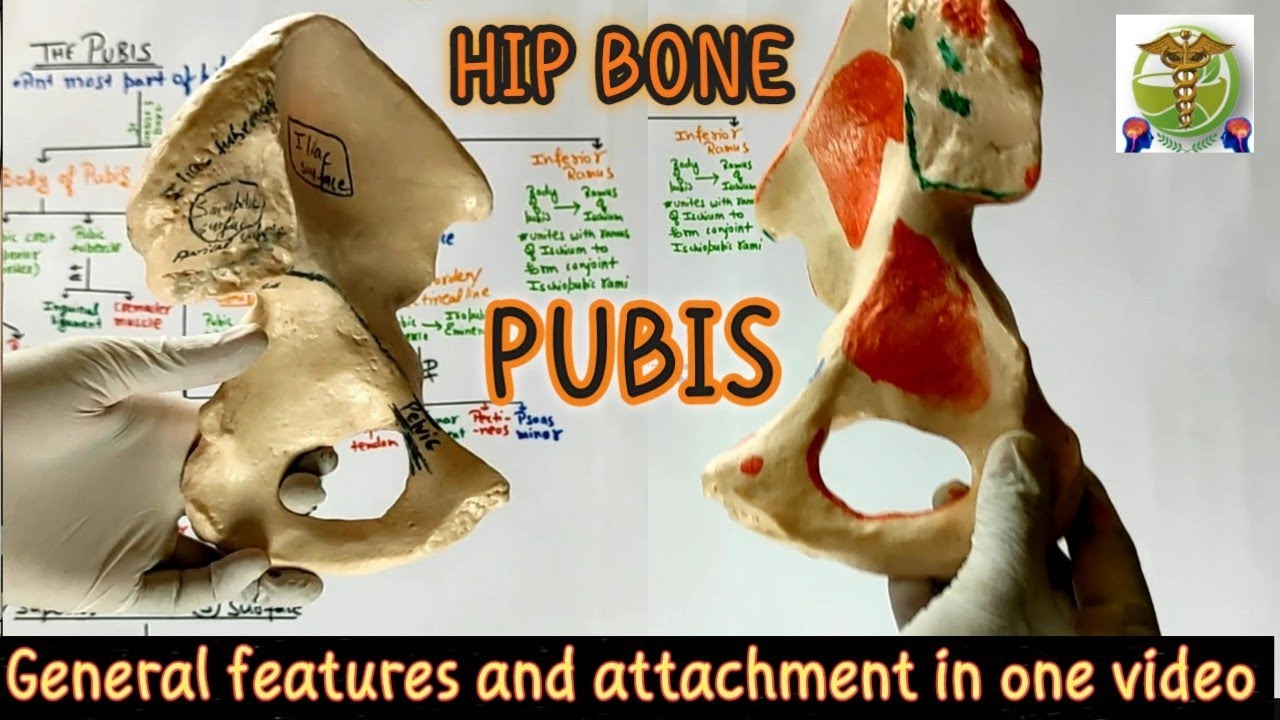 Hip bone (PUBIS) l General features & Attachments of Pubis l PART-4/6 l ...