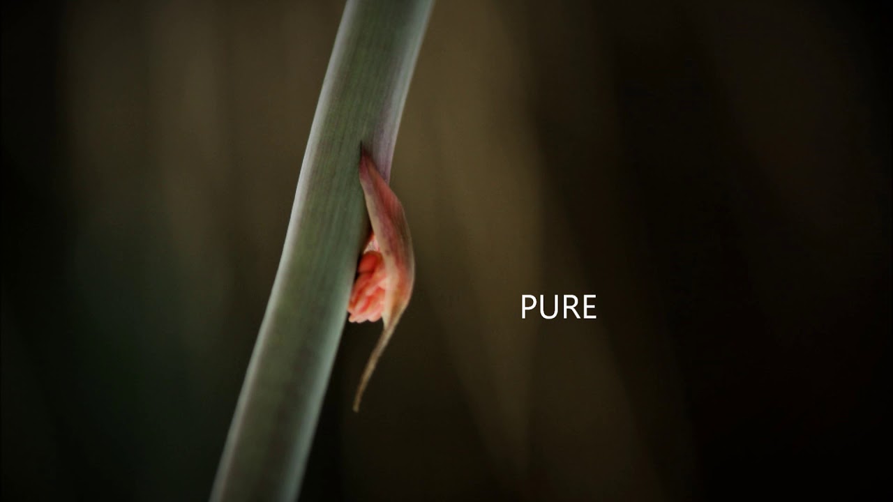 PURE - YouTube