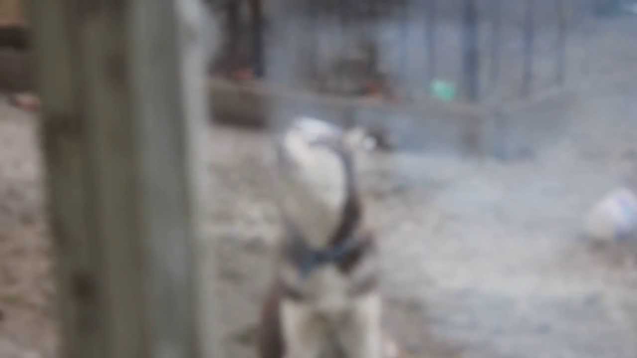 Husky Howling / ჰასკი ყმუის - YouTube