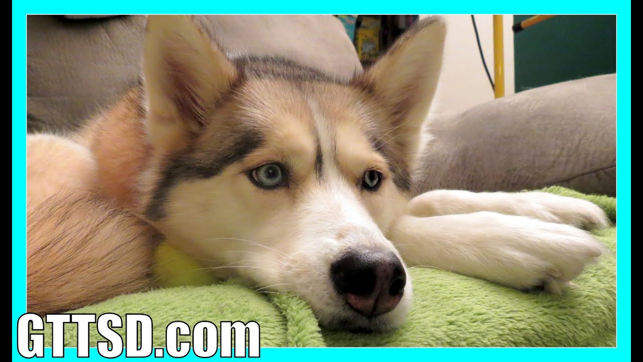 HUSKIES HAVE SNOW NOSE | Fan Friday 184 - YouTube