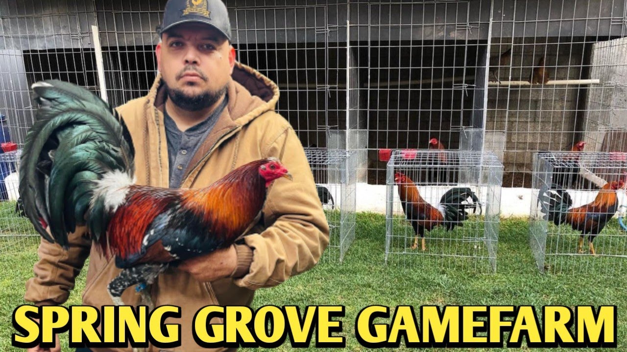 Hatch Grey Boston Roundhead Kelso - SPRING GROVE FARM - YouTube