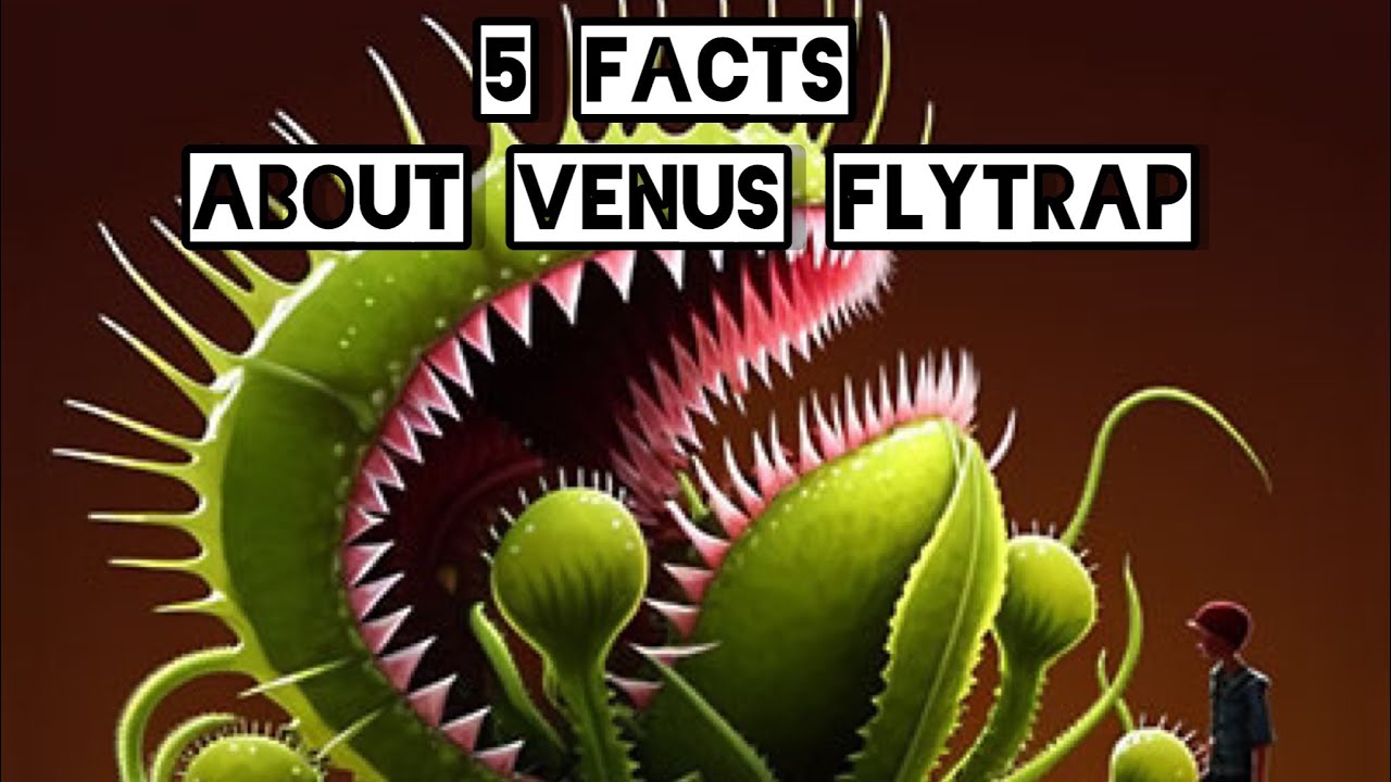 Discover 5 Facts about Venus Flytrap - YouTube