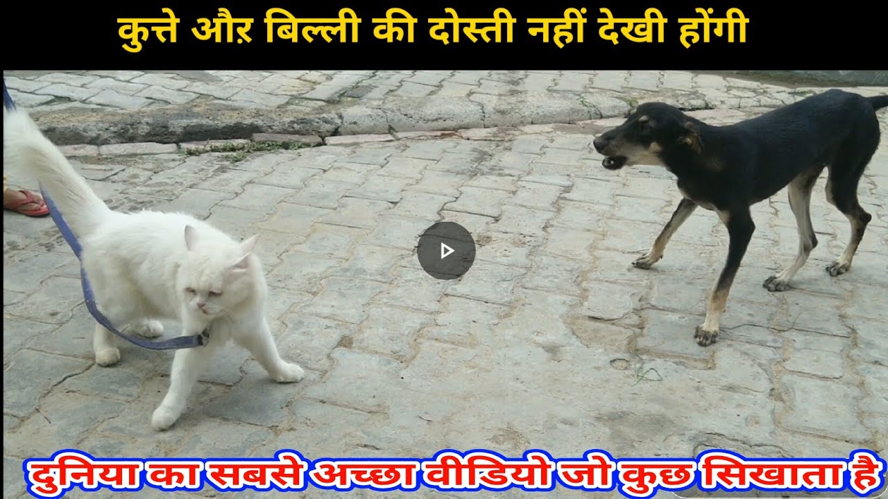 Persian cat vs desi dog cute fight - YouTube