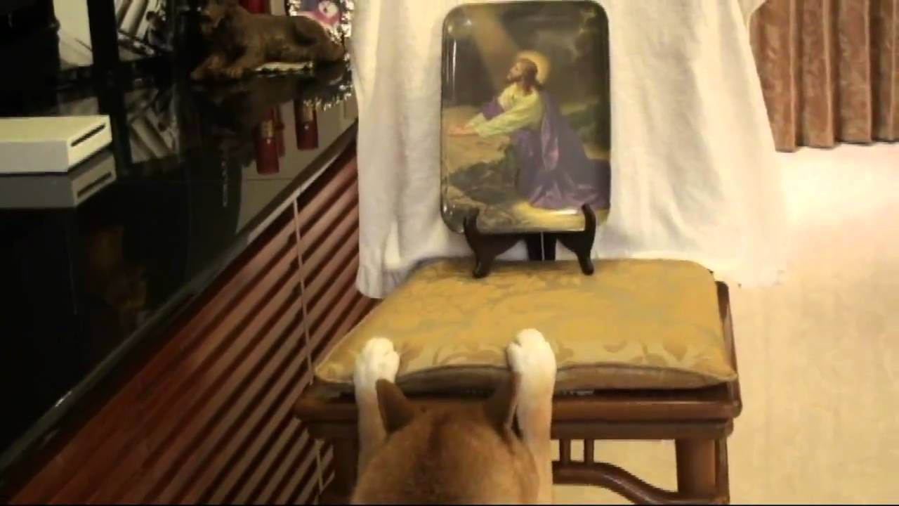 柴犬何福祥-祈禱篇 Shiba "shanshan"- in prayer - YouTube