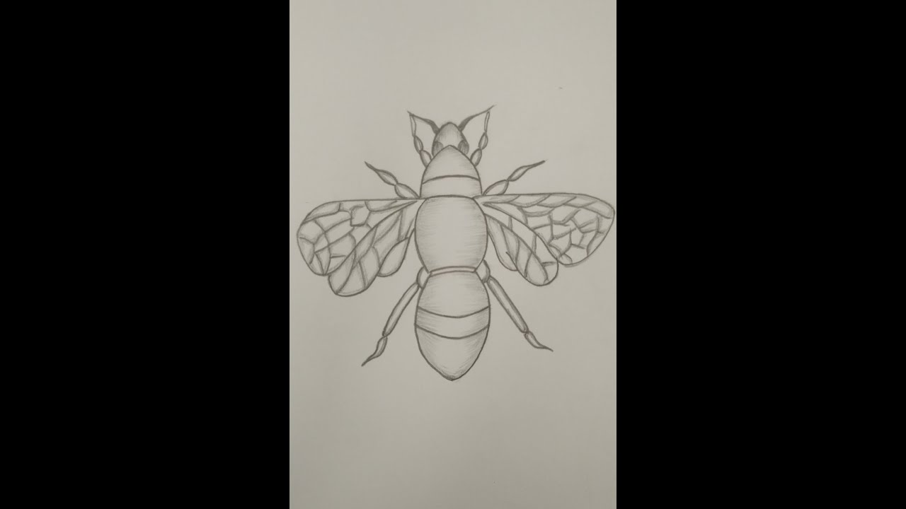 How To Draw A Housefly Step By Step For Beginners YouTube how-to-draw-a-housefly-step-by-step-for-beginners-youtube