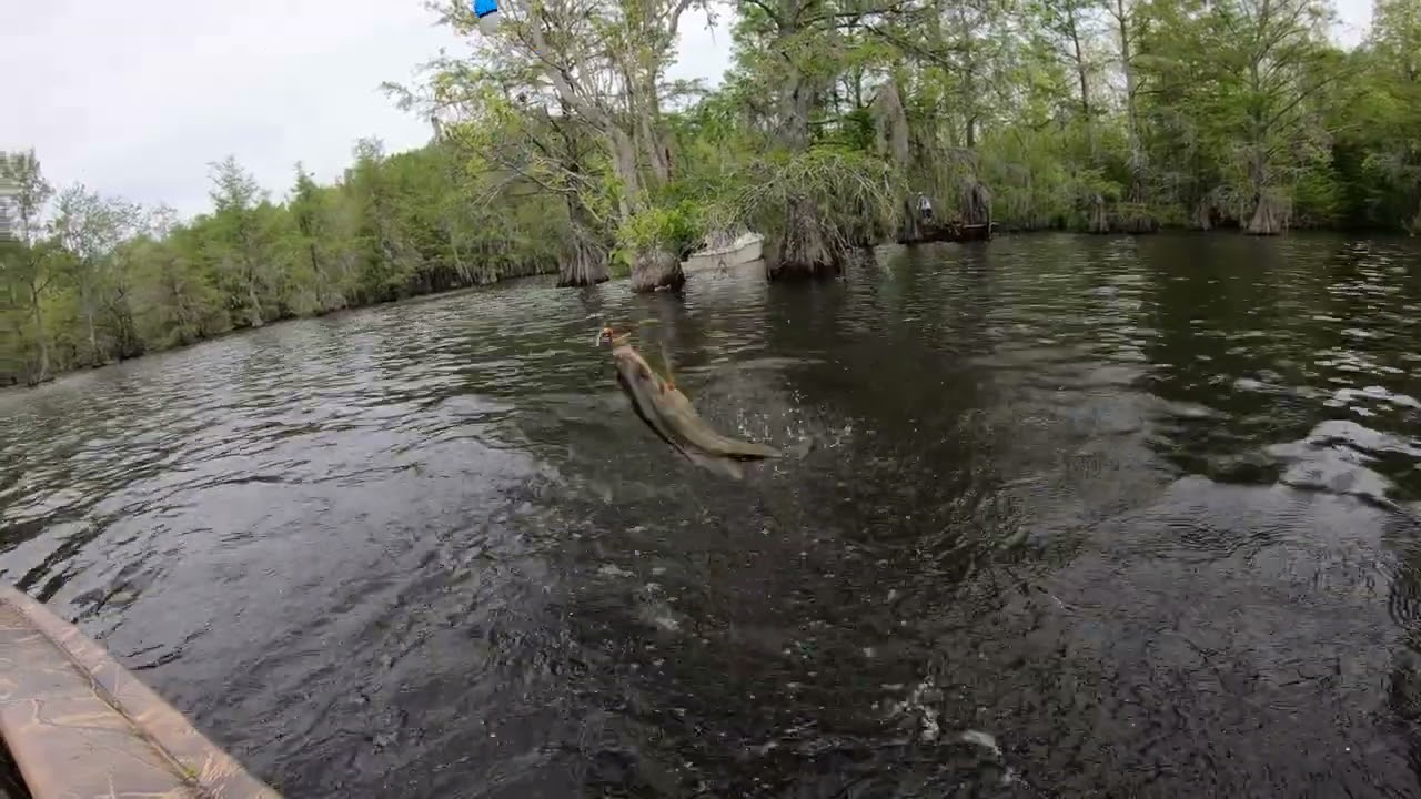 A little Santee Cooper ShellCracker Action - YouTube