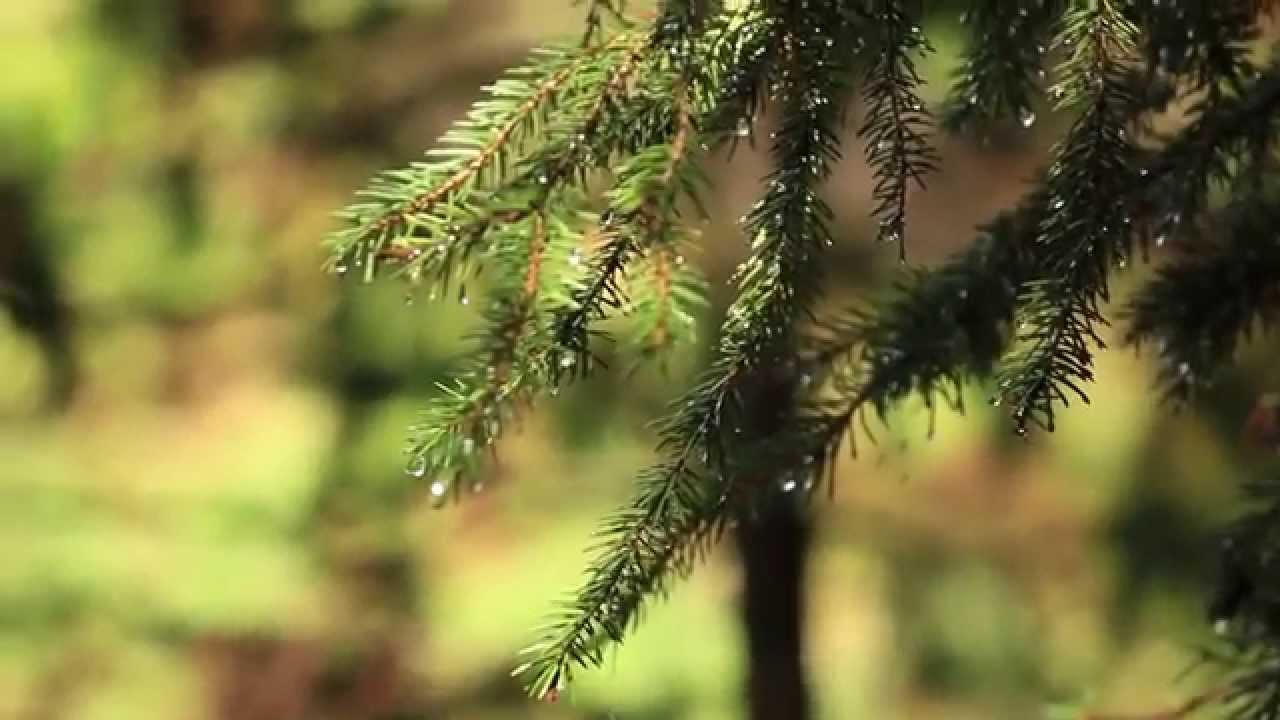 Nature Montage - YouTube