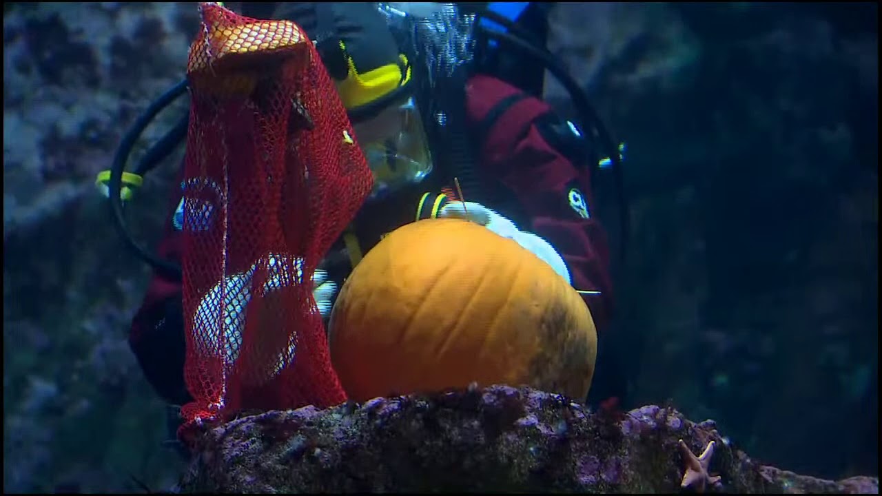 WATCH: Underwater pumpkin carving at Seattle Aquarium - YouTube