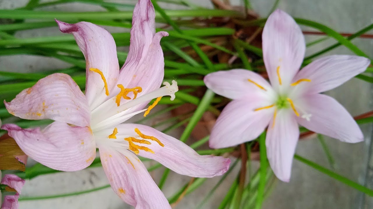 Nargis(Daffodil) How to Grow Nargis easily? नरगिस के फूल Narcissus ...