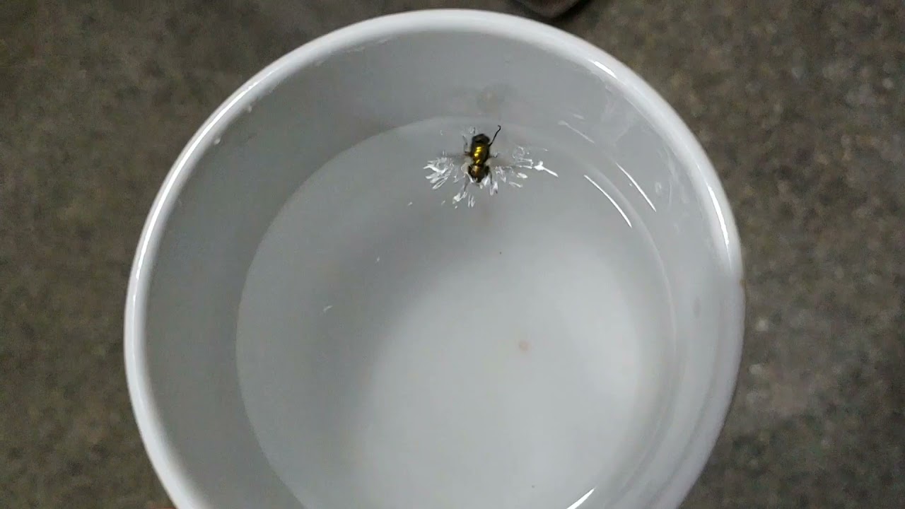 Swimming Fly / Can flies swim? / Fly race / Bug race - YouTube