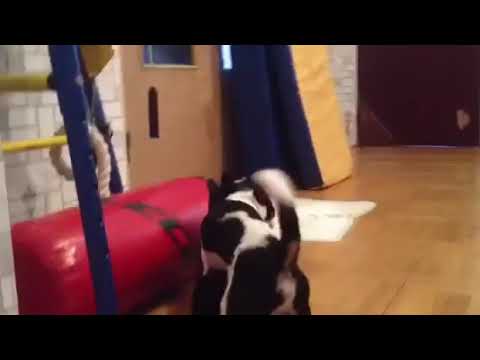 Mating cats and dogs. Шок! Спаривание кошки и собаки по взаимному согласию.