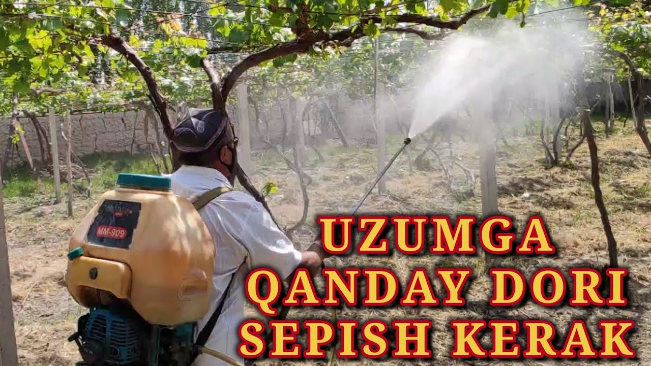 Uzumni birinchi homtok qilish toʻgʻrisida va kasalliklarga qarshi ...