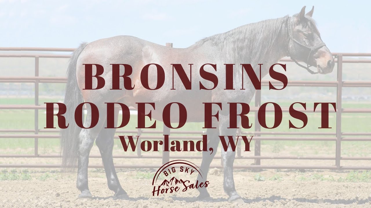 BRONSINS RODEO FROST- '09 AQHA Bay Roan Stallion-Rope Horse Deluxe ...