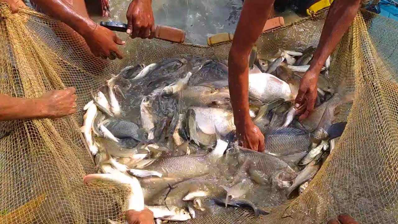 Amazing Big Fish Catching Video || Amazing Net Fishing Video - YouTube