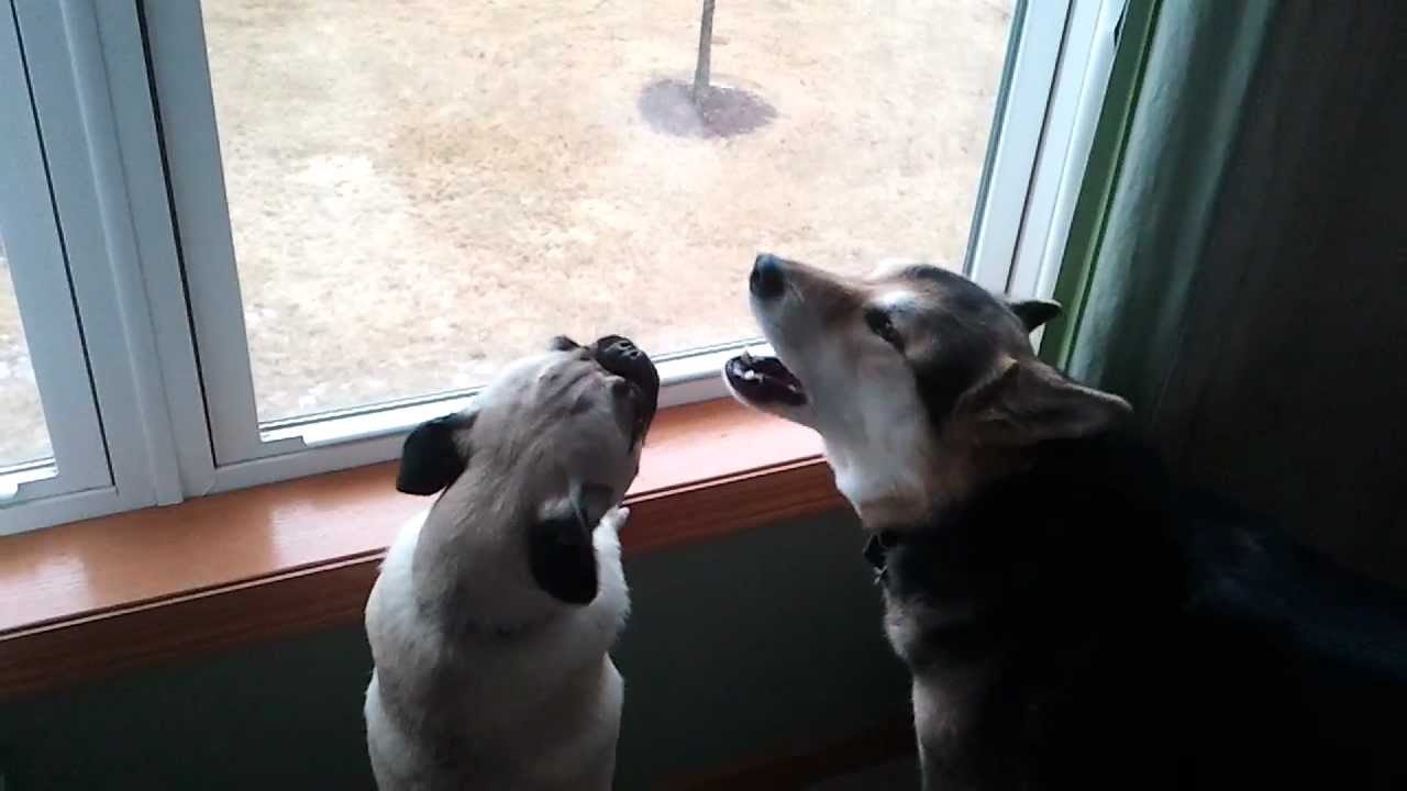 Pug howling like a sled dog. - YouTube