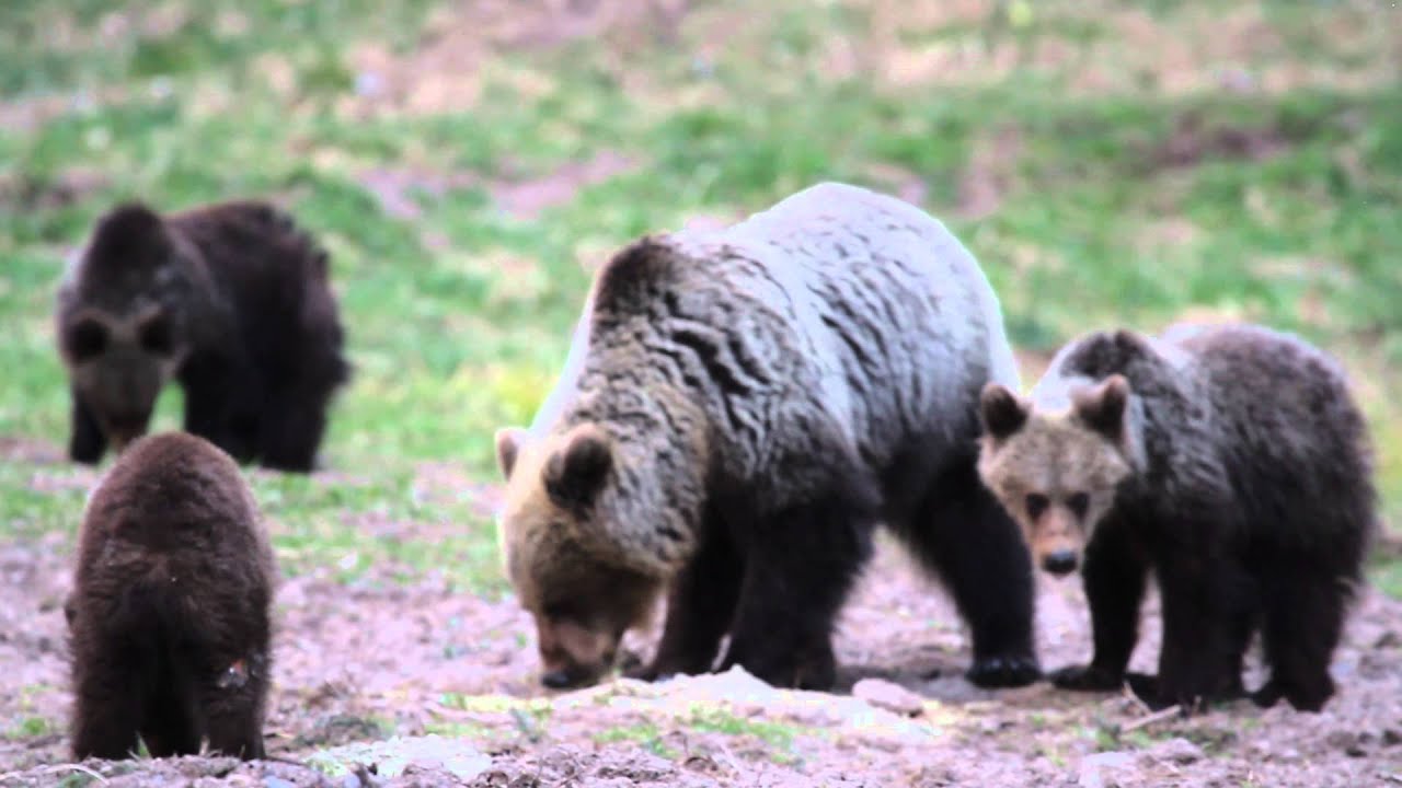 European brown bear Tatra mountains - YouTube
