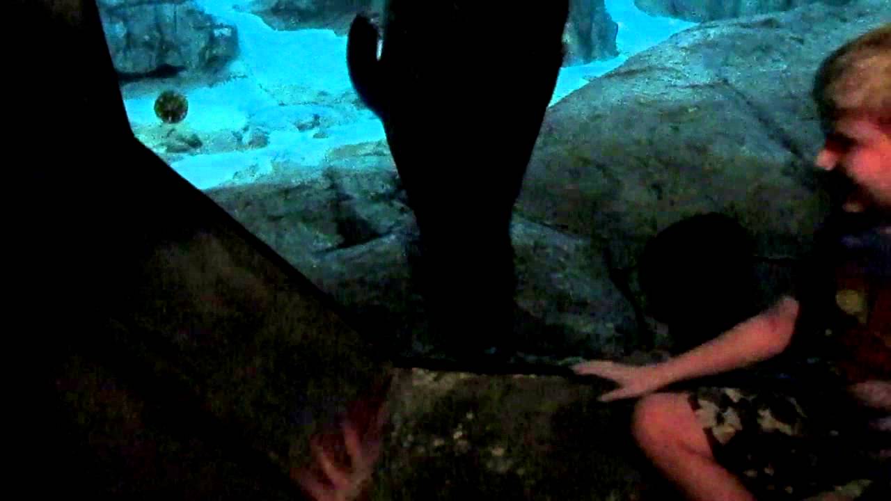 SeaWorld Orlando Harbor Seal Interaction 10/26/2014 - YouTube