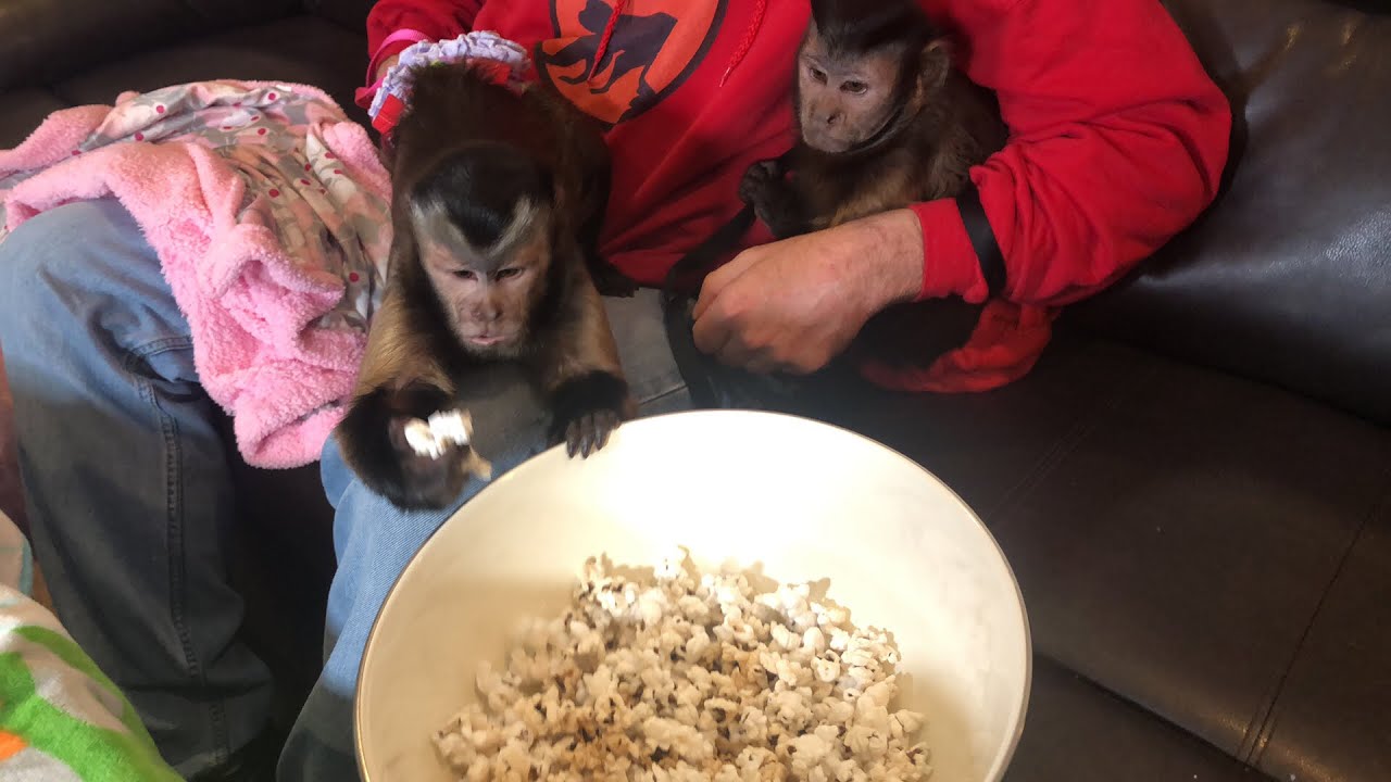 Monkey Lovers Have Friday Date Night! - YouTube