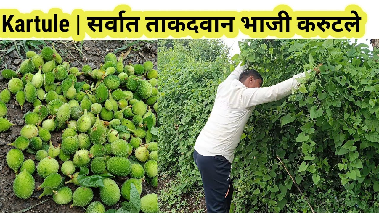 खान्देश मधले Kartule | सर्वात ताकदवान भाजी करुटले - YouTube